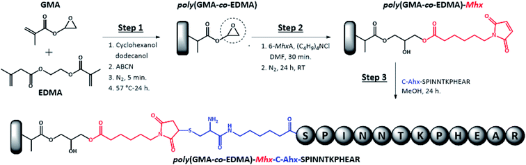 Obtaining an immunoaffinity monolithic material: poly(GMA- co -EDMA ...