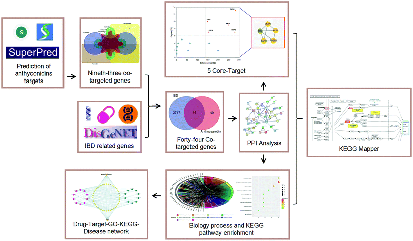 Potential therapeutic targets and molecular details of anthocyan ...