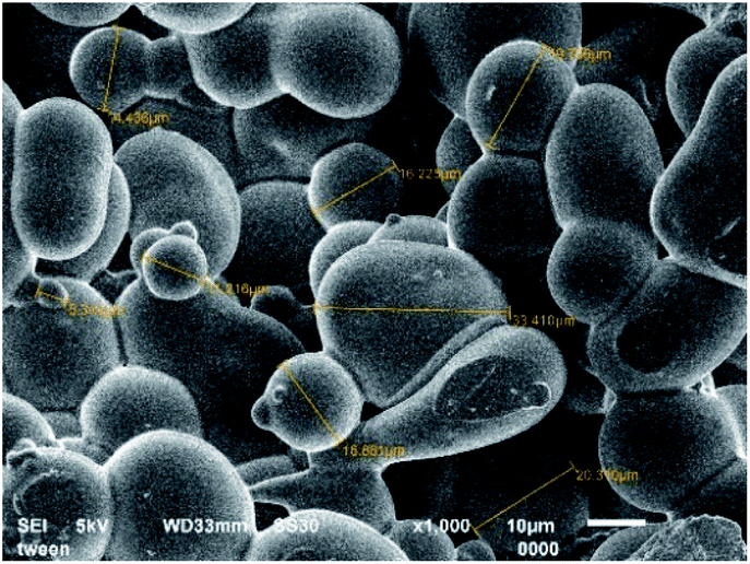 Microencapsulation of lime ( Citrus aurantifolia ) oil for ...