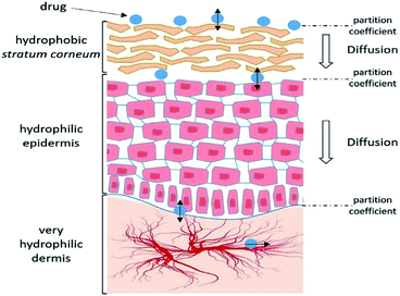 Vesicular systems for dermal and transdermal drug delivery - RSC ...