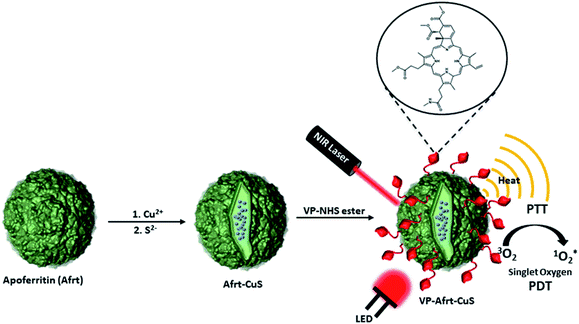 Nanoparticles with PDT and PTT synergistic properties working with dual ...