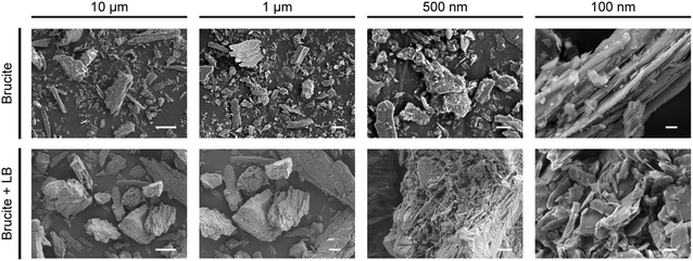 Brucite shows antibacterial activity via establishment of alkaline ...