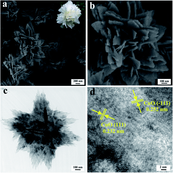 Three-dimensional clusters of peony-shaped CuO nanosheets as a high ...