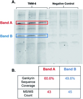 Identification of a covalent binder to the oncoprotein gankyrin using a ...