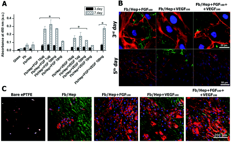 Endothelialization of an ePTFE vessel prosthesis modified with an ...