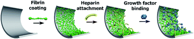 Endothelialization of an ePTFE vessel prosthesis modified with an ...