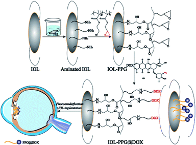 Facile multifunctional IOL surface modification via poly(PEGMA- co -GMA ...