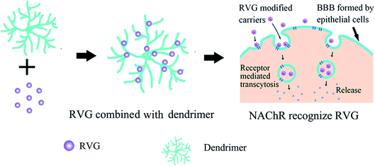 Application progress of RVG peptides to facilitate the delivery of ...