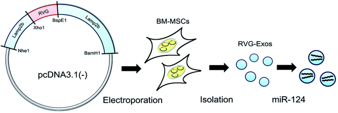 Application progress of RVG peptides to facilitate the delivery of ...