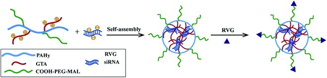Application progress of RVG peptides to facilitate the delivery of ...