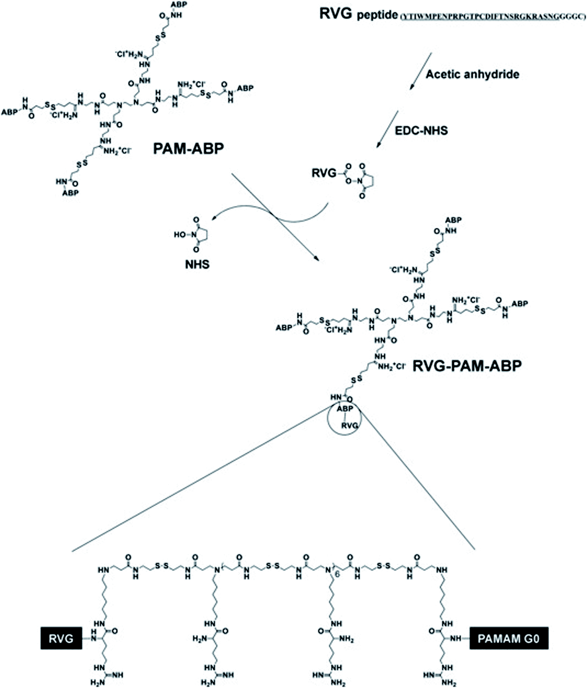 Application progress of RVG peptides to facilitate the delivery of ...