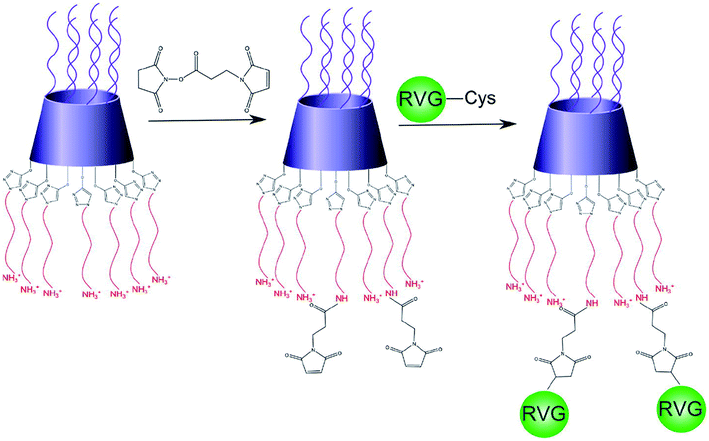 Application progress of RVG peptides to facilitate the delivery of ...