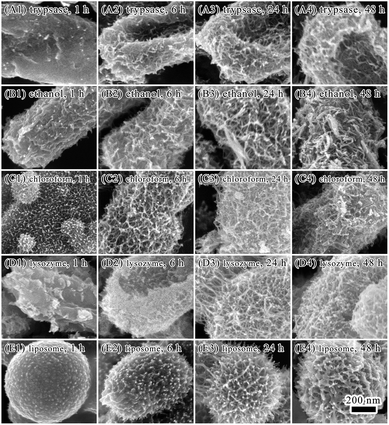Escherichia coli templated iron oxide biomineralization under ...