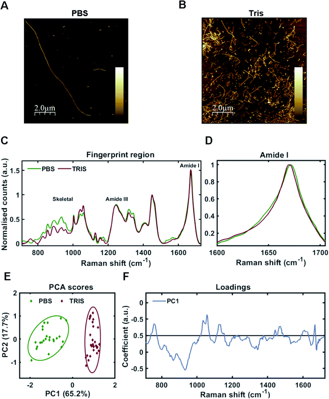 Conformational fingerprinting of tau variants and strains by Raman ...