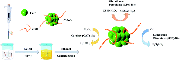 Ultrasmall copper nanoclusters with multi-enzyme activities - RSC ...