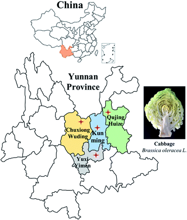 Total and bioaccessible heavy metals in cabbage from major producing ...