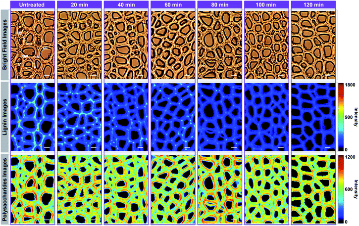 Visualising lignin quantitatively in plant cell walls by micro-Raman ...
