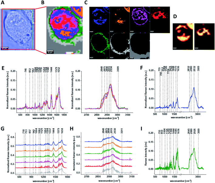 Oxidative stress induced by t BHP in human normal colon cells by label ...