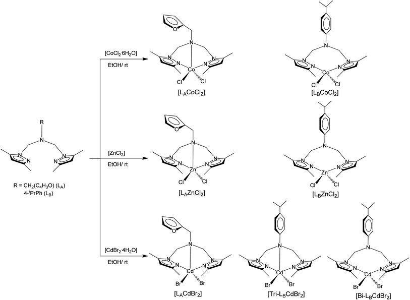 Synthesis, structures, and catalytic efficiency in ring opening ...