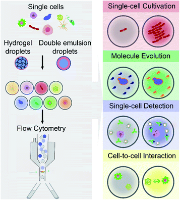 Droplet flow cytometry for single-cell analysis - RSC Advances (RSC ...