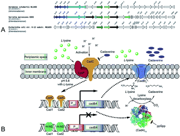 Green chemical and biological synthesis of cadaverine: recent ...