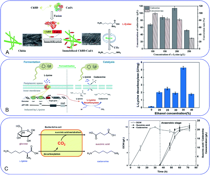 Green chemical and biological synthesis of cadaverine: recent ...