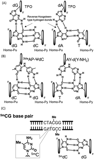 Design and synthesis of purine nucleoside analogues for the formation ...