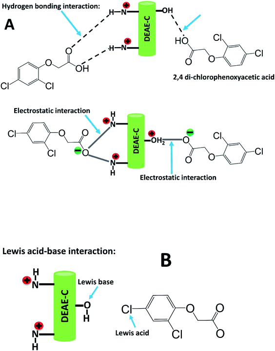 Prospective application of diethylaminoethyl cellulose (DEAE-cellulose ...