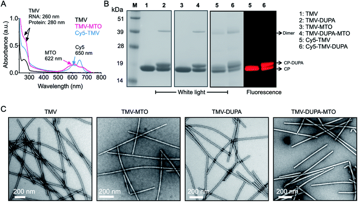 Tobacco mosaic virus for the targeted delivery of drugs to cells ...