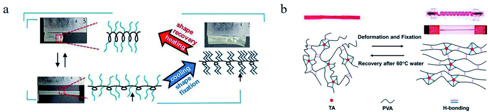 A review of shape memory polymers based on the intrinsic structures of ...