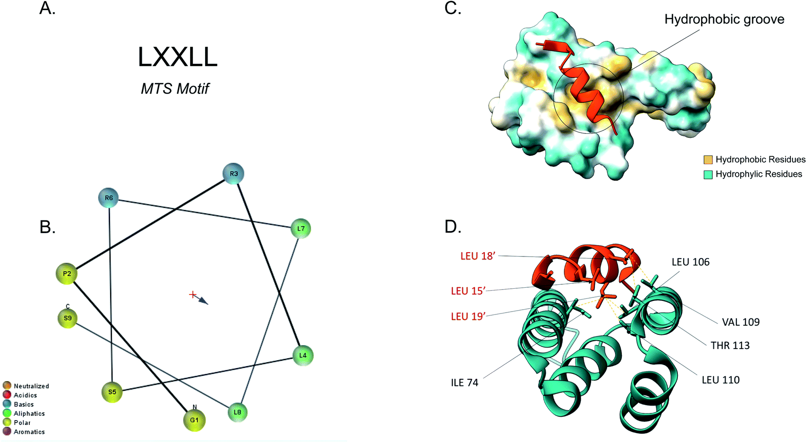 Protein import in mitochondria biogenesis: guided by targeting signals ...