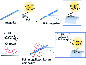 Preparation and characterization of an imogolite/chitosan hybrid with ...