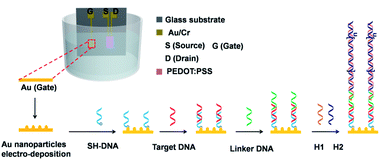 A sensitive platform for DNA detection based on organic electrochemical ...
