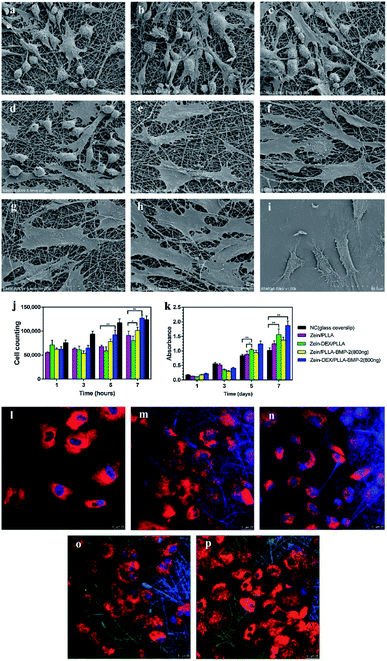 Zein as a versatile biopolymer: different shapes for different ...