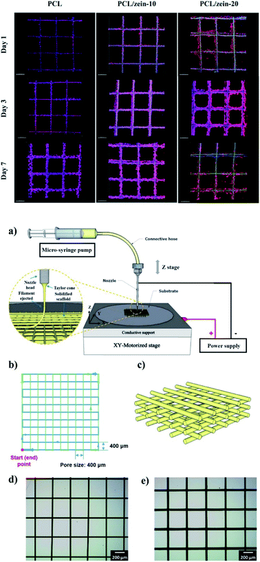 Zein as a versatile biopolymer: different shapes for different ...