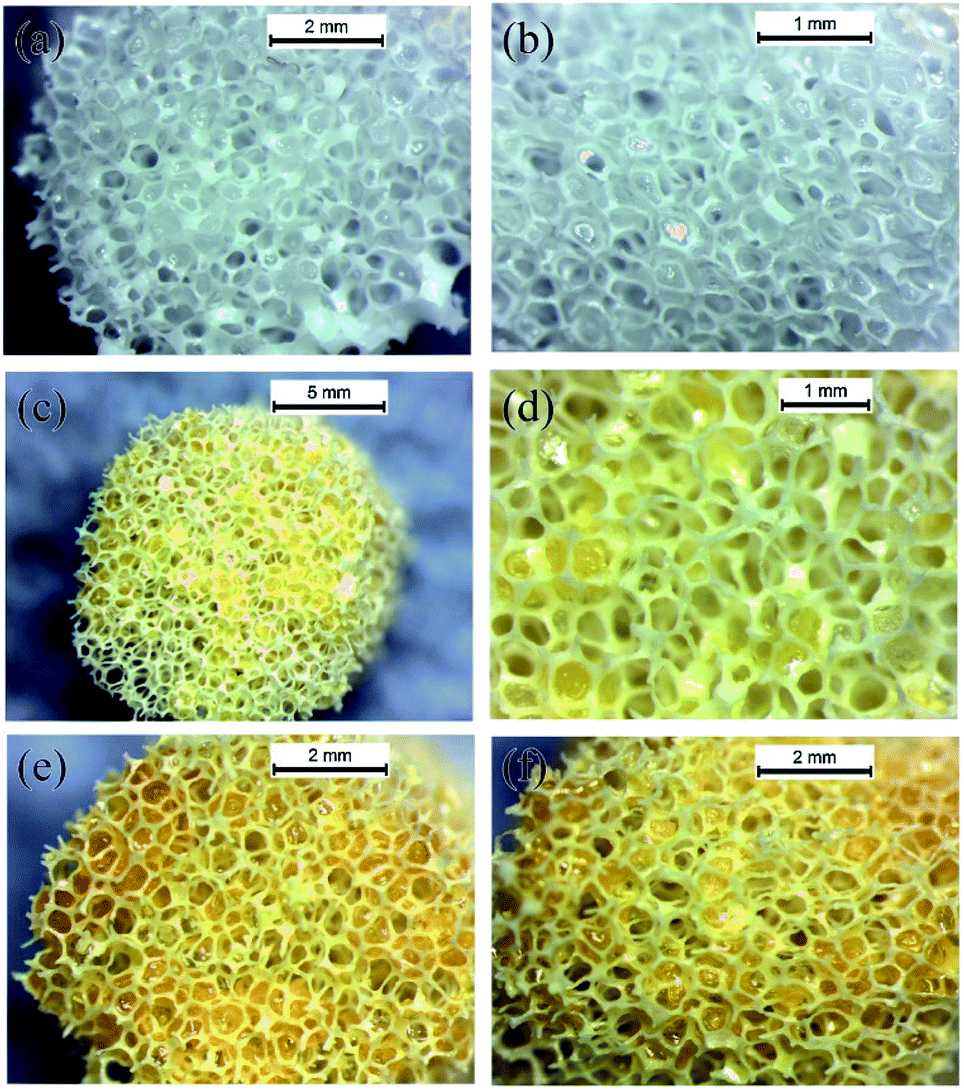 Zein as a versatile biopolymer: different shapes for different ...