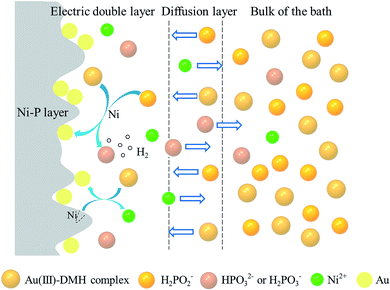 Electroless deposition of Ni–P/Au coating on Cu substrate with improved ...