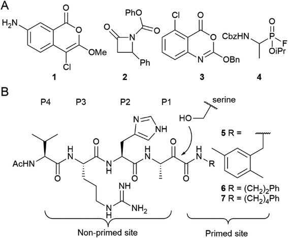 Correction: Rapid synthesis of internal peptidyl α-ketoamides by on ...
