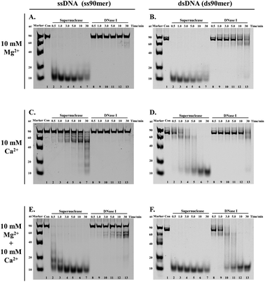 Precise sequencing of single protected-DNA fragment molecules for ...