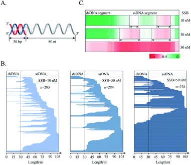 Precise sequencing of single protected-DNA fragment molecules for ...