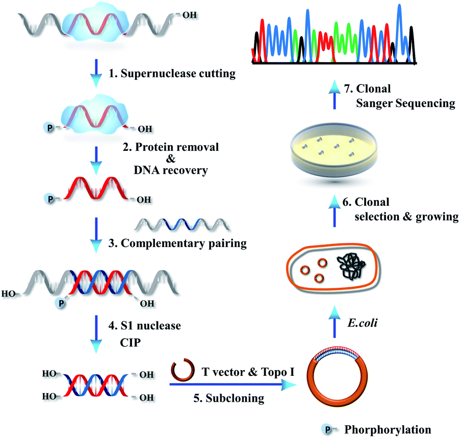 Precise sequencing of single protected-DNA fragment molecules for ...