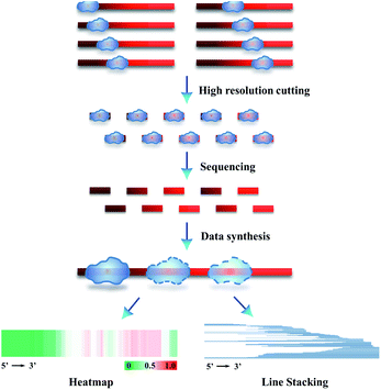 Precise sequencing of single protected-DNA fragment molecules for ...