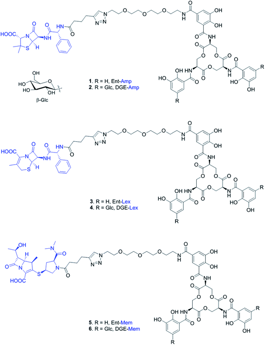 Enterobactin- and salmochelin-β-lactam conjugates induce cell ...