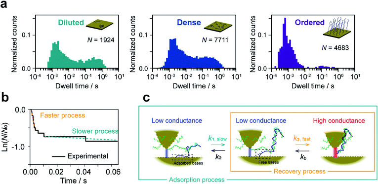 Elementary processes of DNA surface hybridization resolved by single ...