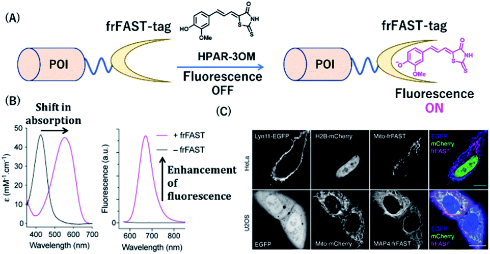 Near-infrared fluorescent probes: a next-generation tool for protein ...