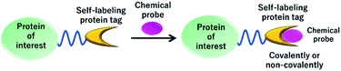 Near-infrared fluorescent probes: a next-generation tool for protein ...