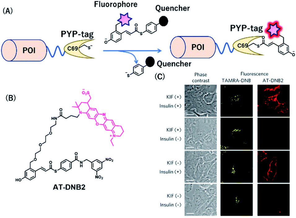 Near-infrared fluorescent probes: a next-generation tool for protein ...