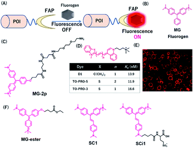 Near-infrared fluorescent probes: a next-generation tool for protein ...