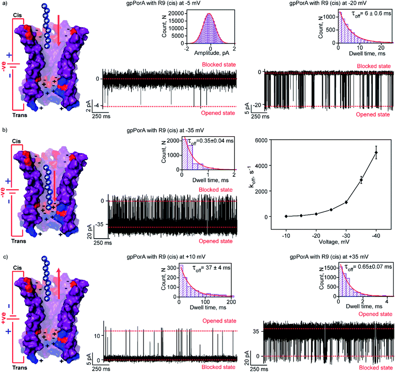 Designed alpha-helical barrels for charge-selective peptide ...