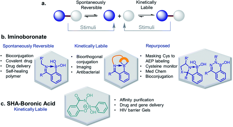 Boronic acid based dynamic click chemistry: recent advances and ...